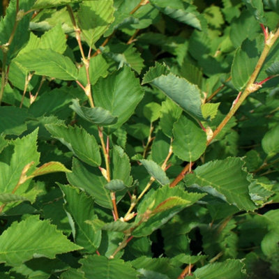 Alnus Incana 'Grey Alder' Bare Root Hedge Hedging Tree Plants (2-3ft, 5 ...