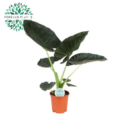 Alocasia Regal Shield 21cm Pot Size 85cm Tall Elephant Ear Indoor Houseplant