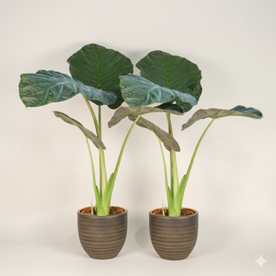 Alocasia Regal Shields - Elephants Ear Indoor Plant pack of 2