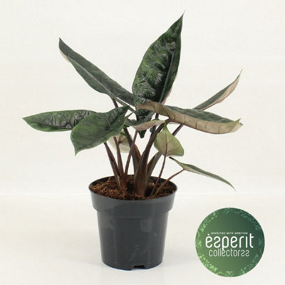 Alocasia Scalprum, 14cm Pot Size, 30cm Tall, Elephant Ear, Indoor ...