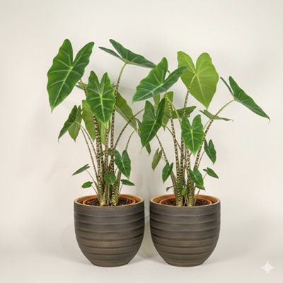 Alocasia Zebrina - Zebra Indoor Plant pack of 2