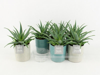Aloe Arborescens Ceramic Tess, 13cm Pot Size, 30cm Tall, Tess Aloe ...