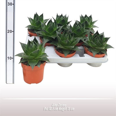 Aloe Cosmo, 510cm Pot Size, 15cm Tall, Cosmo Aloe,Indoor Houseplant