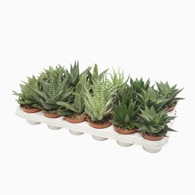 Aloe - Haworthia Mixed, 508cm Pot Size, 12cm Tall, Zebra, Indoor Houseplant