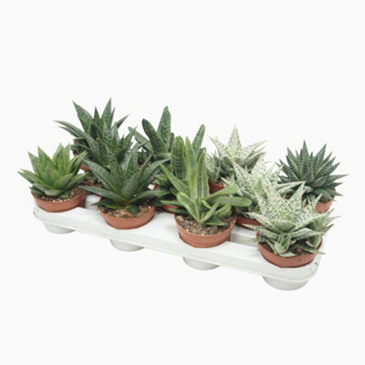 Aloe - Haworthia Mixed, 510cm Pot Size, 15cm Tall, Zebra, Indoor Houseplant