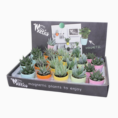 Aloe - Haworthia Mixed Magne, 505cm Pot Size, 15cm Tall, Zebra Plant ...