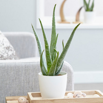 Aloe Vera Barbados Aloe 12cm Pot 30cm Tall Foliage House Plants