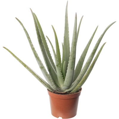 Aloe Vera - Low-Maintenance Indoor Succulent Plant for Home Décor (60 ...
