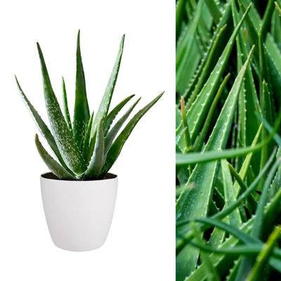 Aloe vera plant pot store