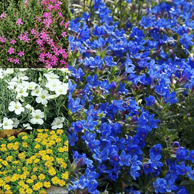 Alpine Plant Collection - Colourful Mix of Potted Alpines in 9cm Pots ...