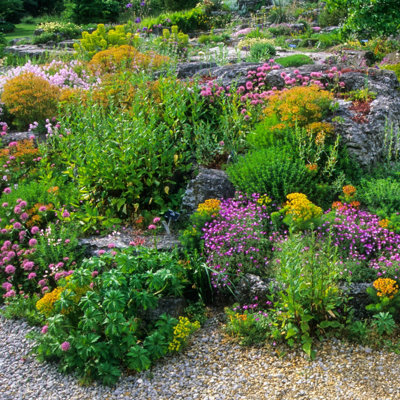 Alpine Plant Lucky Dip Collection Six Established Plants in 9cm Pots ...