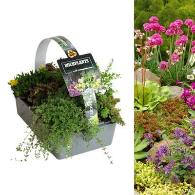 Alpine Rockplants Mix 1 x 6 Pack - Mixed Hardy Low Growing Compact ...