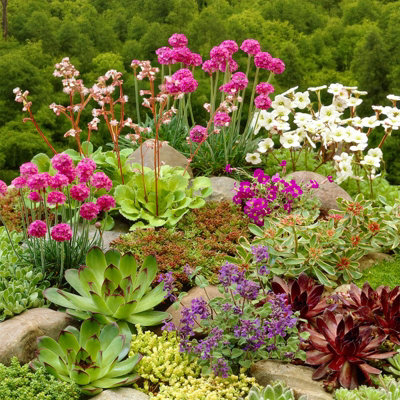 Alpine Rockplants Mix 1 x 6 Pack - Mixed Hardy Low Growing Compact ...