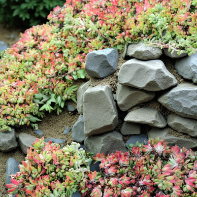 Alpine Rockplants Mix 1 x 6 Pack - Mixed Hardy Low Growing Compact ...