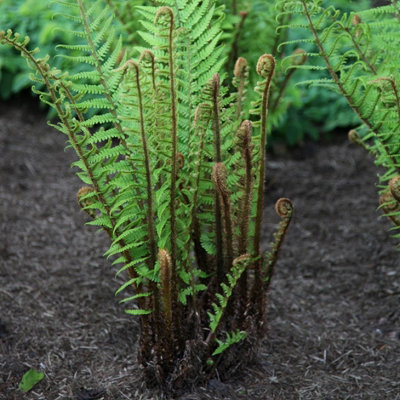 Alpine Wood Fern Dryopteris Wallichiana Hardy Outdoor Ferns Jungle ...