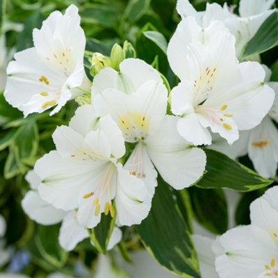Alstroemeria Colorita Claressa - Vibrant White Flowering Peruvian Lily ...