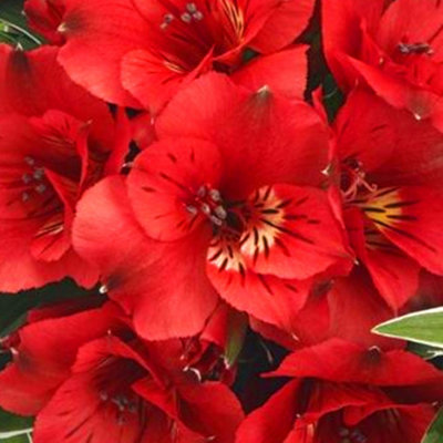 Alstroemeria Colorita Katiana - Captivating Red Flowering Peruvian Lily ...