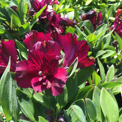 Alstroemeria Dark Purple - Richly Colored Peruvian Lily (15-30cm Height ...