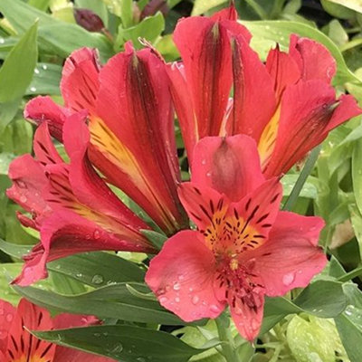 Alstroemeria Eliane Orange - Vibrant Orange Flowering Peruvian Lily (15 ...
