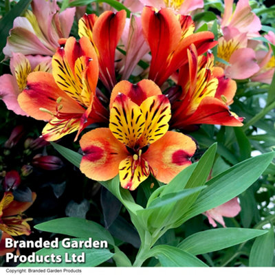 Alstroemeria Indian Summer 6 Plug Plants