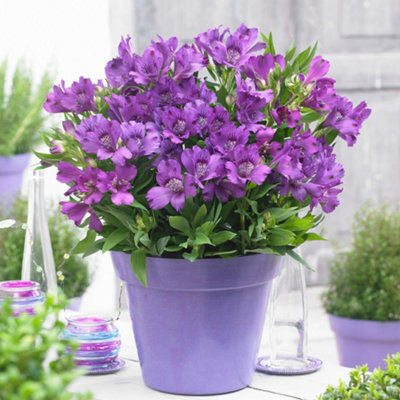 Alstroemeria Indigo Peruvian Lily Perennial Plants Outdoor Garden Plant ...