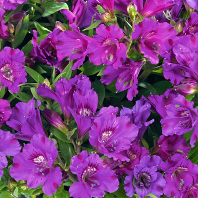 Alstroemeria Indigo Peruvian Lily Perennial Plants Outdoor Garden Plant ...
