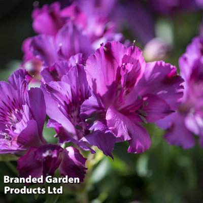 Alstroemeria Inticancha Indigo 50mm Plug Plant x 3