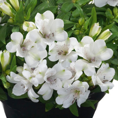 Alstroemeria Inticancha White - Enchanting White Peruvian Lily (15-30cm ...