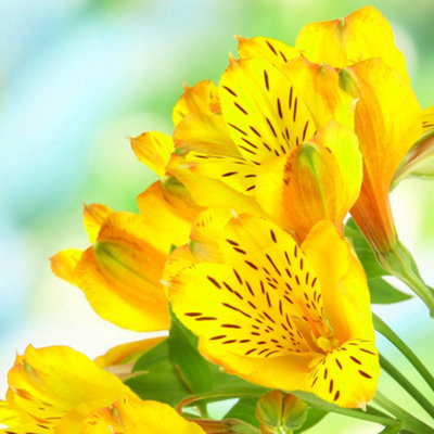 Alstroemeria Lisa - Vibrant Yellow Flowers, Peruvian Lily, Perennial ...