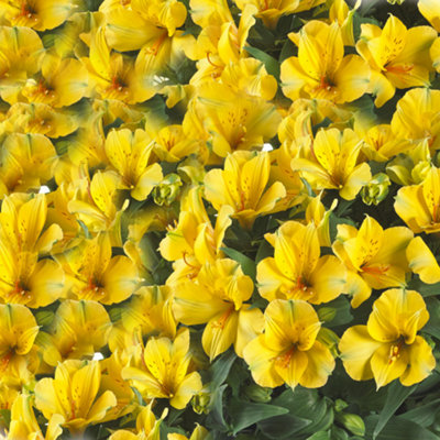 Alstroemeria Lisa - Vibrant Yellow Flowers, Peruvian Lily, Perennial ...