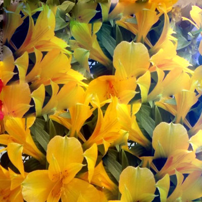 Alstroemeria Lisa - Vibrant Yellow Flowers, Peruvian Lily, Perennial ...
