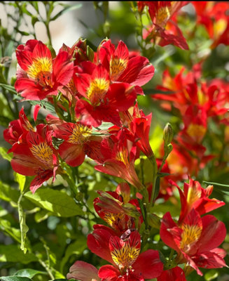 Alstroemeria Summer Pepper - A vibrant Peruvian Lilly - Set of 3 in 5cm ...