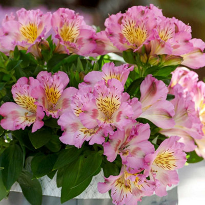 Alstroemeria Sunshine - Vibrant Peruvian Lily (15-30cm Height Including ...