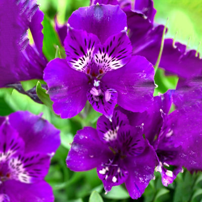 Alstroemeria Tamara - Enchanting Purple Flowering Peruvian Lily (15 ...