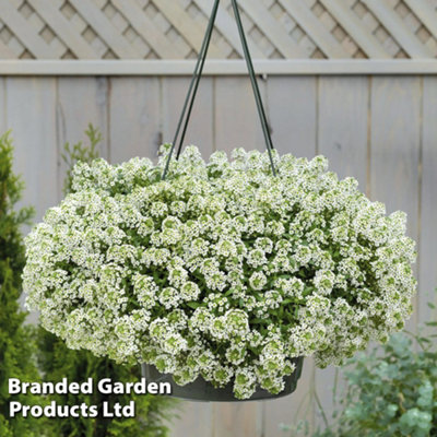 Alyssum Giga White 1 Seed Packet