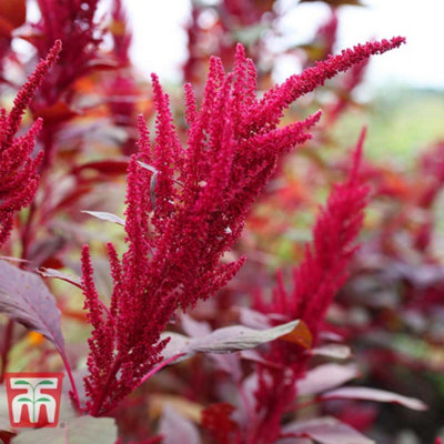 Amaranth Red Garnet 1 Seed Packet