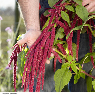 Amaranthus caudatus 1 Seed Packet