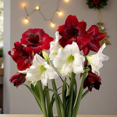 Amaryllis White Waxed Bulb Live Houseplant - Indoor Hippeastrum Growing ...