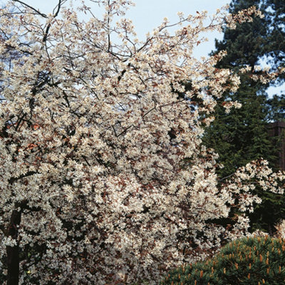 Amelanchier Ballerina Tree - Graceful White Flowers, Compact Size ...