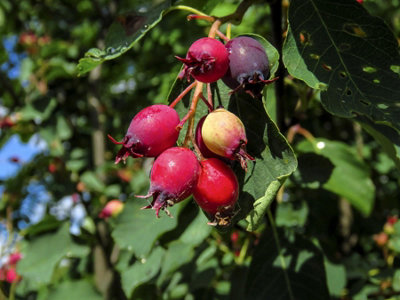 Amelanchier Canadensis Canadian Saskatoon Berry Juneberry Fruit Plants ...