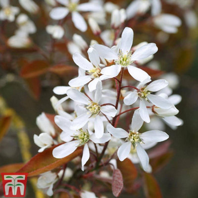 Amelanchier (Juneberry) Lamarckii 3.5 Litre Potted Plant x 1