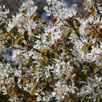Amelanchier Lamarckii 'Juneberry' Bare Root Hedge Hedging Tree Plants ...