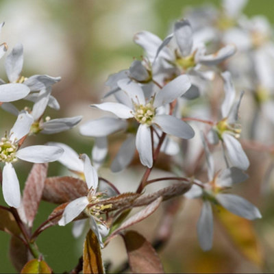 Amelanchier lamarckii Multi-Stemmed Bare Root Tree - White Spring ...