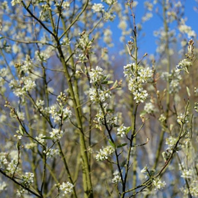 Amelanchier October Flame Tree - Fiery Autumn Colors, White Flowers ...