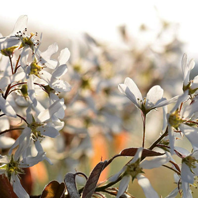 Amelanchier October Flame Tree - Fiery Autumn Colors, White Flowers ...