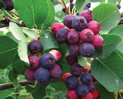 Amelanchier Saskatoon Canadian Berry Juneberry Fruit Tree 5-6ft Extra ...