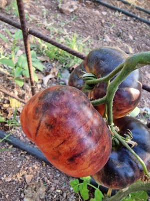 Amethyst Jewel Tomato Seeds - 10 Fresh Seeds