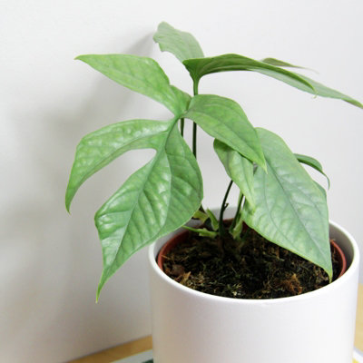 Amydrium Medium Silver in 12cm Pot - Rare Spiderman Monstera Eye ...