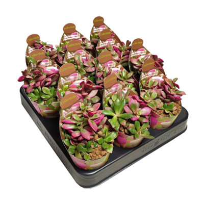 Anacampseros Ruf Variegata Pot, 506cm Pot Size, 8cm Tall, Sunrise, Live ...