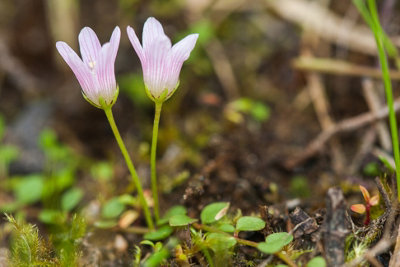 ANAGELLIS TENELLA - 7CM PLUG - MARGINAL AQUATIC POND PLANT